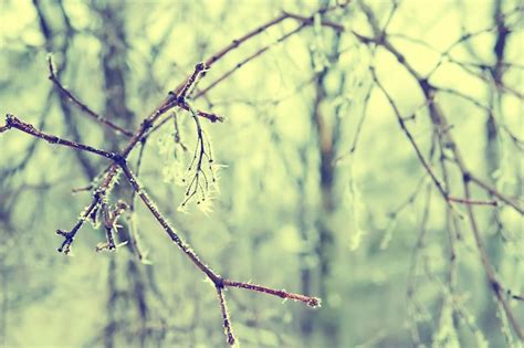 Premium Photo Frozen Twigs