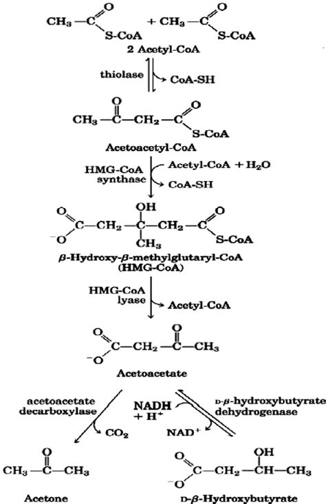Pathway Of Ketone Bodies Formation From Acetyl Coa Download