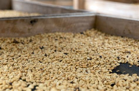 Coffee Processing A Science And An Art But What Does It Mean To Pro Coffee Processing A Science And An Art But What Does It Mean To Pro