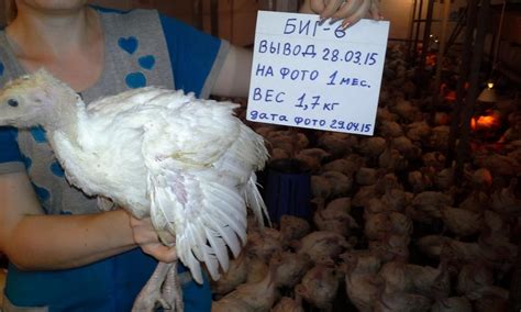 Индюки Биг 6 Big 6 наиболее продуктивный бройлерный кросс