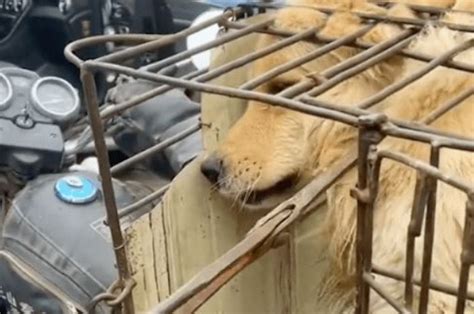 金毛和柯基竟然被狗贩子逮捕，全程无反抗，有人花千元斥巨资拯救宠界新闻