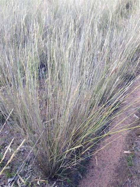 Aristida Ramosa Purple Wiregrass Diversity Native Seeds