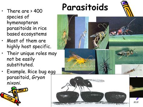 Ppt Ix The Plant Protection Powerpoint Presentation Free Download