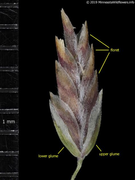 Poa Arida Plains Bluegrass Minnesota Wildflowers
