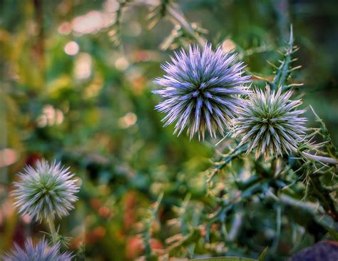 Природа ботаника