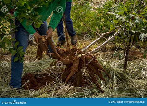 Methods Of Harvesting Agroforestry Tree Species At Sandra Mcgregor Blog