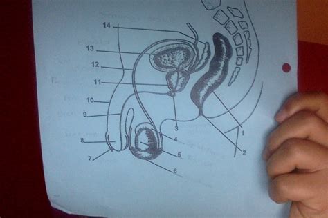Male Anatomy Diagram Quizlet