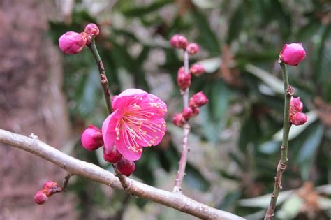梅ほころぶ ふらここの花畑