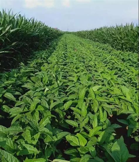 玉米大豆套种图片 大豆套种玉米4比2图 玉米套大豆 第2页 大山谷图库