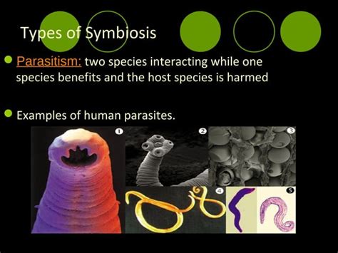 Interactions Within Ecosystems Ppt Biological Sciences Science