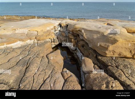 Fossils Sandy Yellow Material Praia Luz Algarve Da Luz