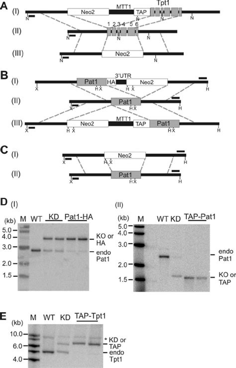 Generation Of Cell Lines With Tpt1 Or Pat1 Gene Replacements Ac