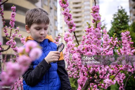 돋보기를 통해 꽃을 바라보는 어린 소년 자연을 탐험하는 매력적인 여학생 돋보기로 봄 벚꽃을 발견하는 아이 젊은 생물학자 호기심 많은 어린이 야외 활동 10 11세에 대한