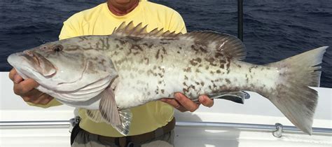 Grouper Season 2024 Florida Roxy Wendye