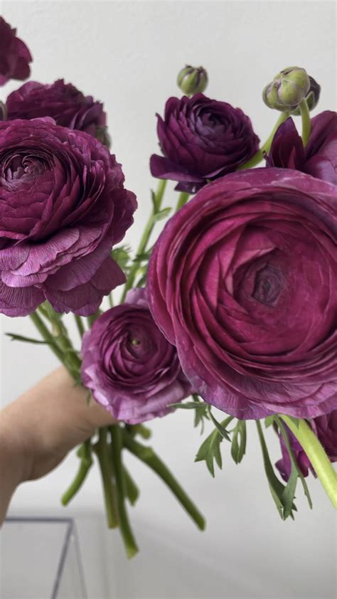 Deep Violet Ranunculus Flower Artofit