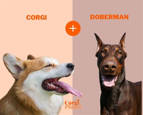 Corgi Doberman Mix