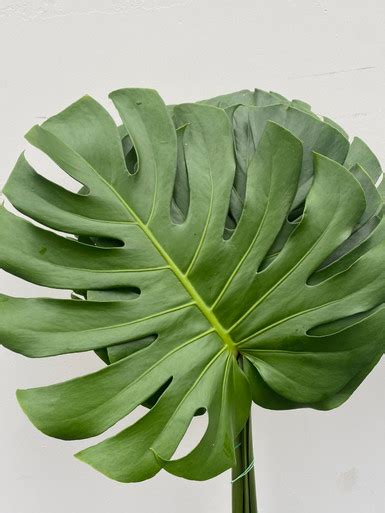 Monstera Medium 5st Ramirez Wholesale Flowers Inc