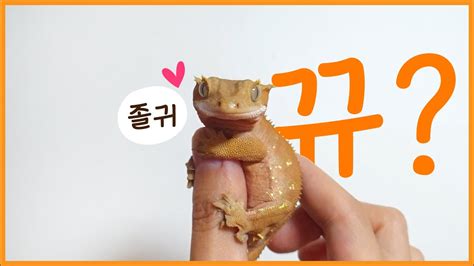 귀여운 순간 모음집 본격 심장에 무리오는 도마뱀 입덕영상 2탄 Youtube