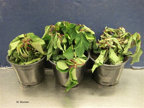 Ncsu Pdic Problem Pythium