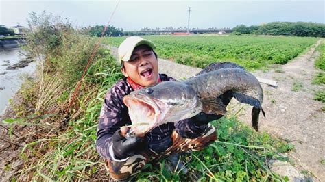 RAKUS Mancing Ikan Gabus Sungai Dangkal Umpan Baru Jatuh Langsung