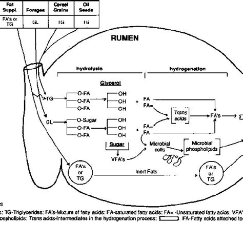 Fat Digestion In The Small Intestine Of Ruminants Reproduced From