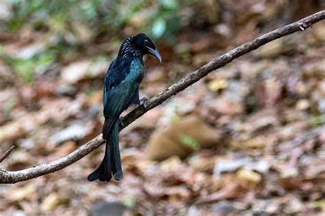 Drongo Background Images Hd Pictures And Wallpaper For Free Download