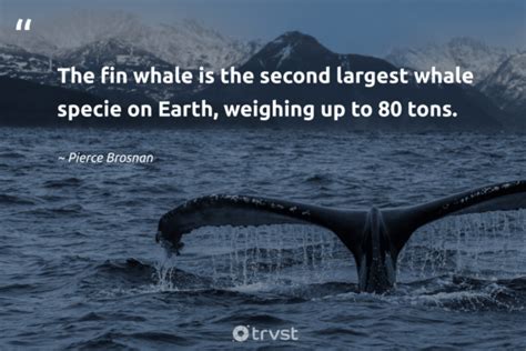 Blue Whale Quotes