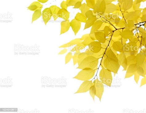 白の背景上の画像の右上隅に黄色の葉と枝 まぶしいのストックフォトや画像を多数ご用意 まぶしい アイデア オレンジ色 Istock