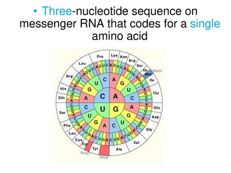 Three Nucleotide Sequence On Messenger Rna That Codes For A Single
