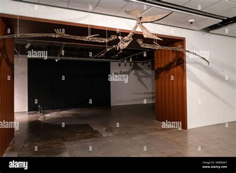 Rare Flying Pteranodon Dinosaur Fossil On Display For Sotheby S Live