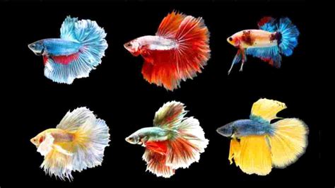 Jenis Jenis Ikan Cupang Jenis Dan Harga Ikan Cupang Vrogue Co