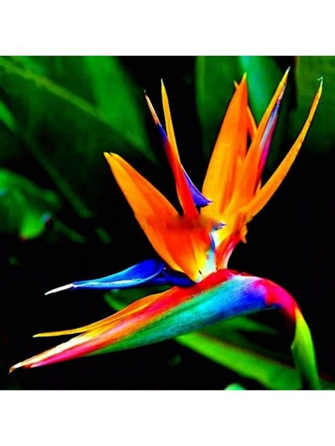 Indoor And Outdoor Planting Premium Orange Bird Of Paradise Orchid
