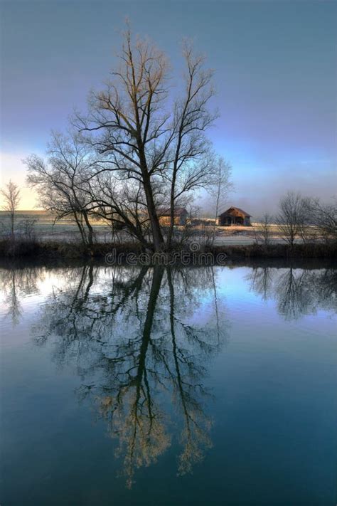 Vertical Of A Leafless Tree Reflection On The Mirroring Surface Of The
