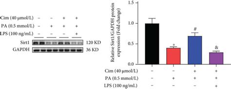 Tlr4 Regulated Sirt1 Contributes To Cimifugin Protected Lipotoxicity