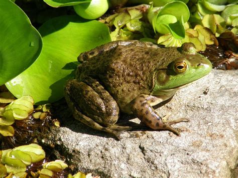 American Bullfrog Eldorado National Forest Invasive Species