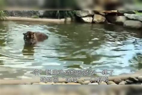 动物园活投一只野鸭把老虎耍得团团转网友这才是高手 野鸭 老虎 动物园