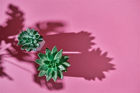 상위 뷰 쐈 다 육 식물 Echeveria 녹색 분홍색 배경에 그림자 Monstera 공장 Philodendron 단풍 0명에