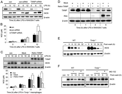 Txnip Negatively Regulates The Production Of No And Inos Expression In Download Scientific