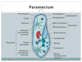 Structure And Reproduction Of Paramecium Pptx