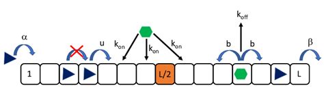 The Schematic Representation Of The Model The Model Consists A One