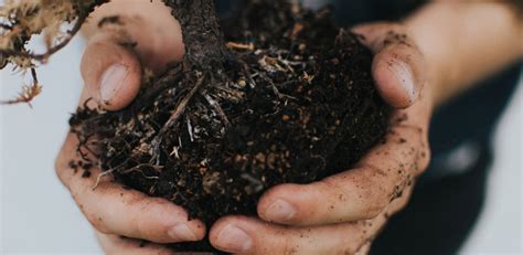 Птичи тор Lumbrecobg