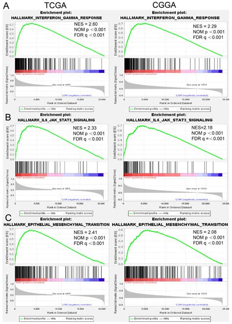 High Expression Of Rab32 Predicts Adverse Outcomes A Potential