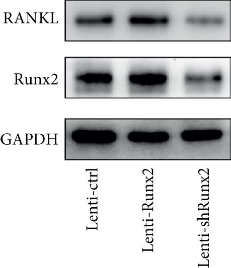 RANKL Involved In Runx2 Induced Macrophage Recruitment In Vitro MHSCs