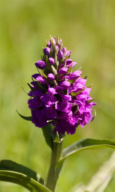 Img101001 The Pingus Flickr