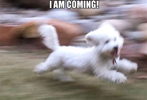 Baxter Running Meme