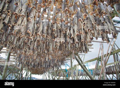 Thousands Of Stockfish Hi Res Stock Photography And Images Alamy