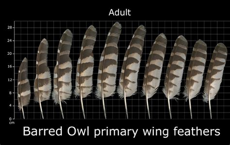 How To Identify Owl Feathers Best Guide On Recognizing Owl Feathers
