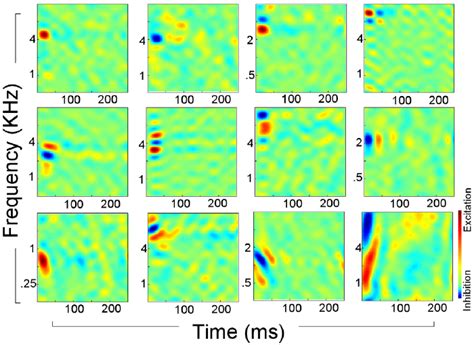 Neurophysiological Receptive Fields Each Panel Shows The Receptive