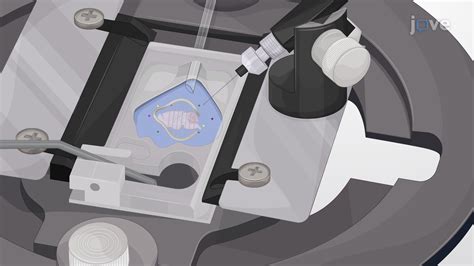 Video Recording Gamma Band Oscillations From Pedunculopontine Nucleus