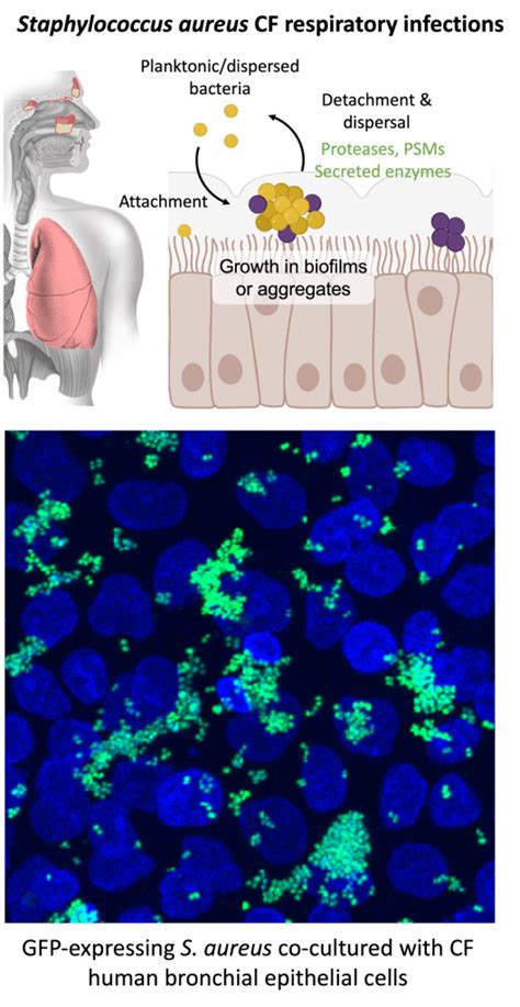 Research Welcome To The Kiedrowski Laboratory